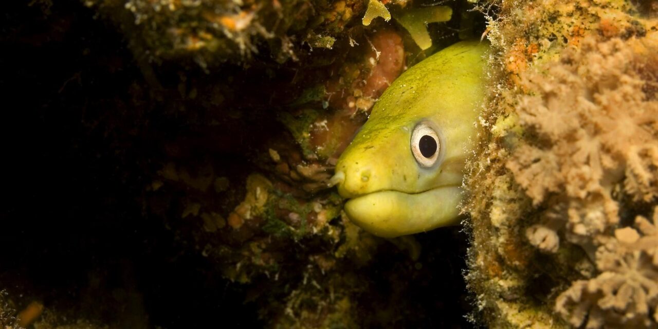 Best Scuba Diving in Africa | Dive Sites & Adventures